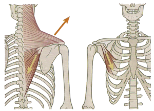 Posição escapular e equilíbrio postural - ACTIUNI