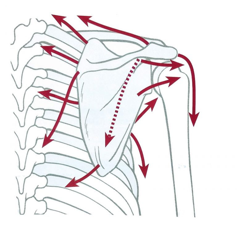 Posição escapular e equilíbrio postural - ACTIUNI